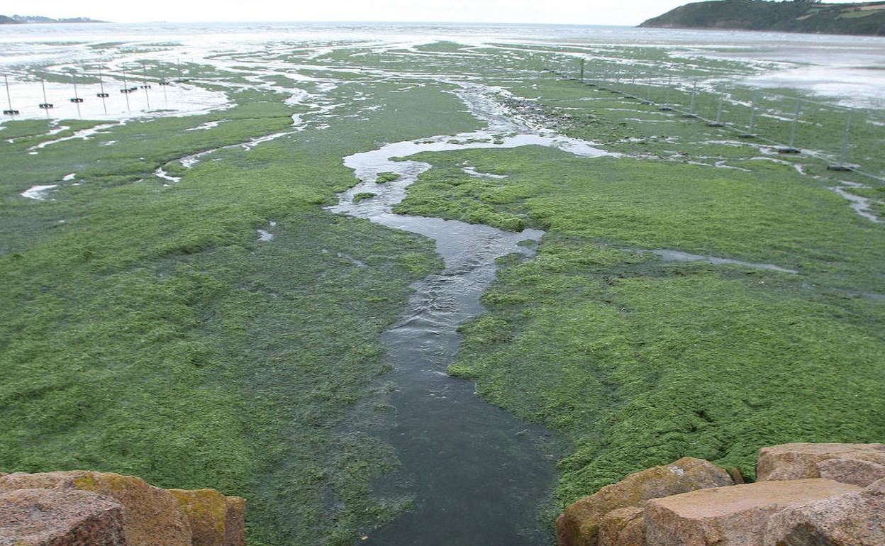 Una nueva metodología permite monitorizar la floración de algas nocivas | El Diario Vasco
